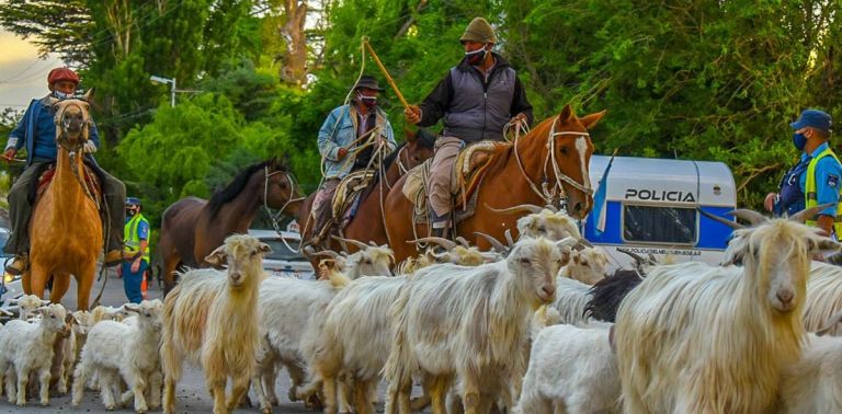 Neuquén: comenzó el operativo Trashumancia en las rutas de la provincia ...